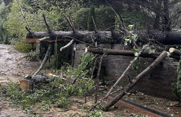 the trees | 105.9 The Mountain